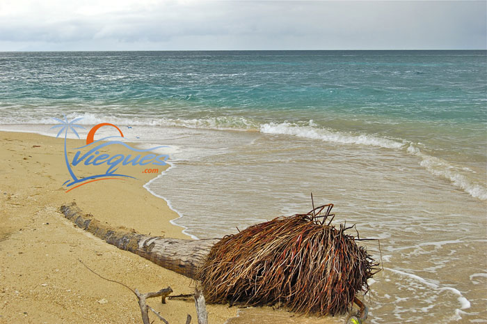 Vieques Green Beach - Punta Arenas - Snorkeling Beach - Photos, Map