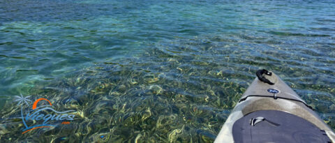 Activities & Things to Do in Vieques, Puerto Rico | Vieques